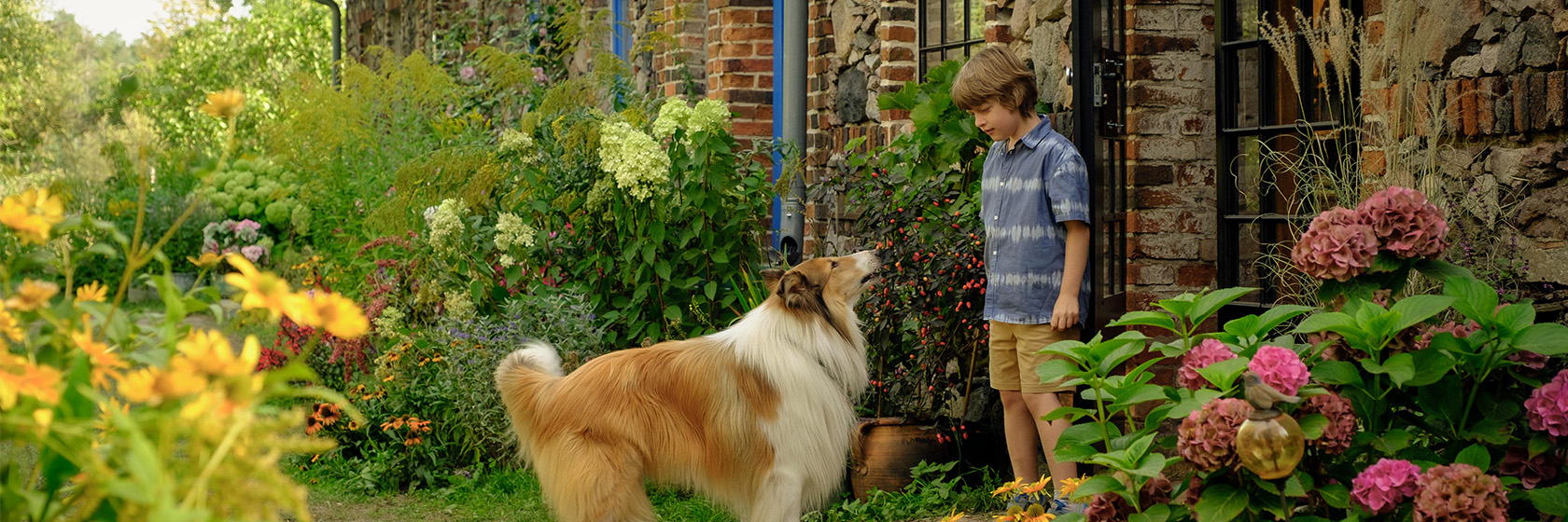 GER24 Lassie - A New Adventure | Palace Cinemas